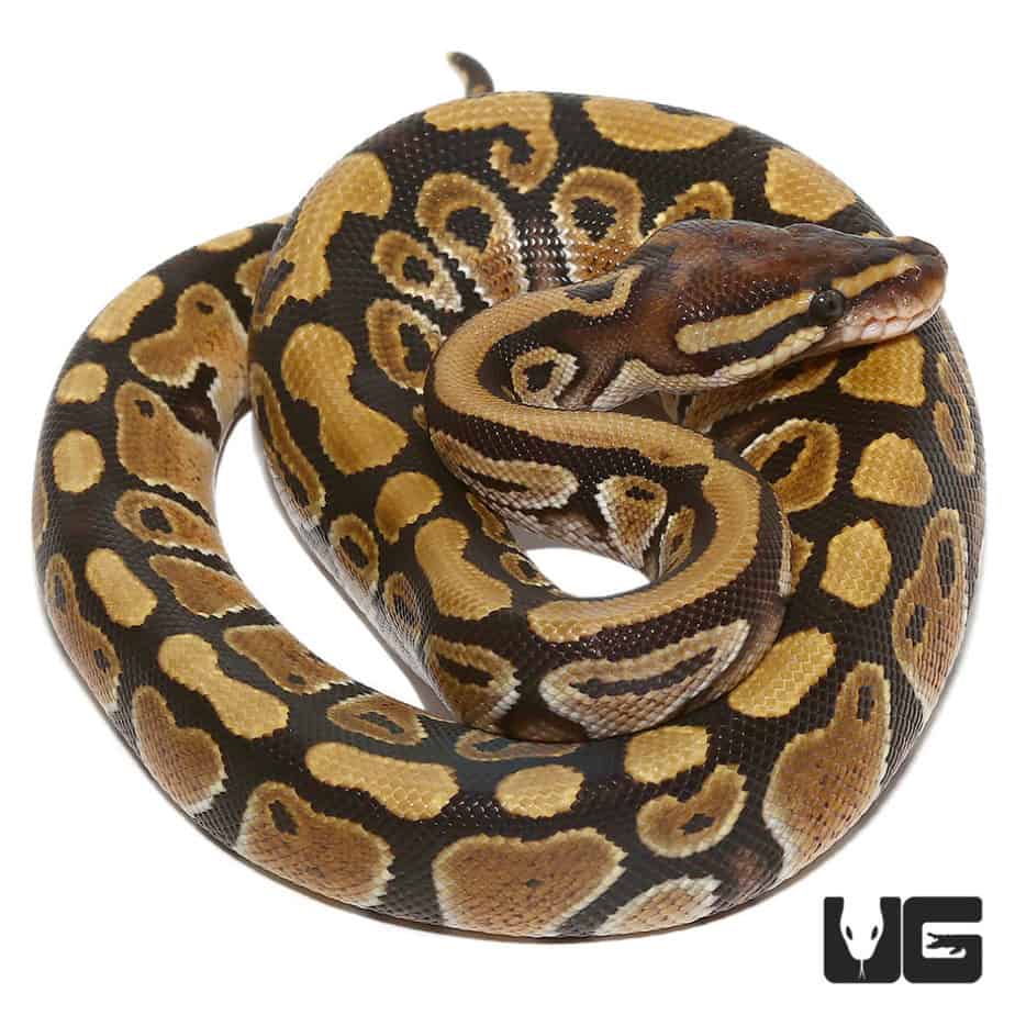 Baby Ball Pythons For Sale - Underground Reptiles