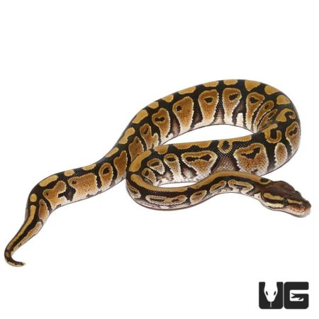Baby Ball Pythons For Sale - Underground Reptiles