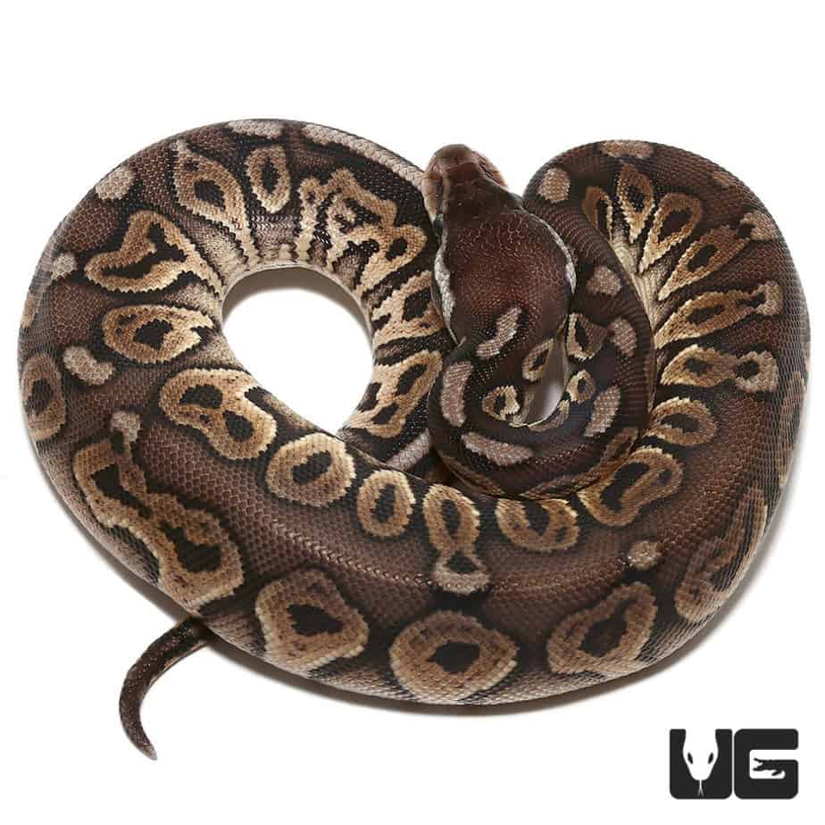Ball Pythons For Sale - Underground Reptiles
