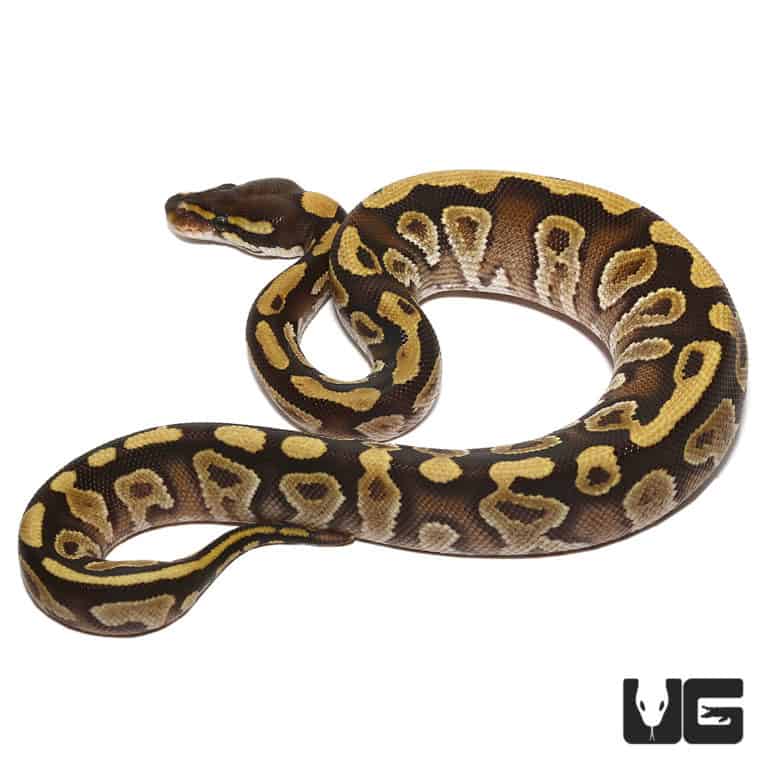 Baby Ball Pythons For Sale - Underground Reptiles