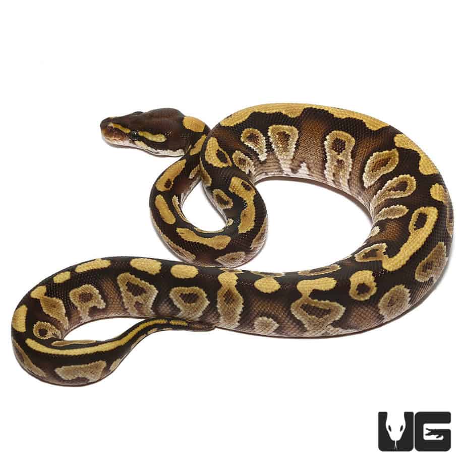 Baby Ball Pythons For Sale - Underground Reptiles