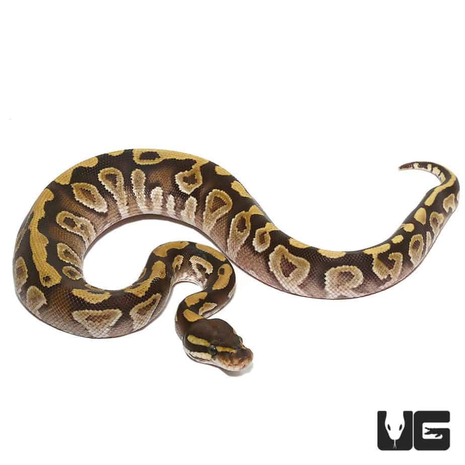 Baby Ball Pythons For Sale - Underground Reptiles