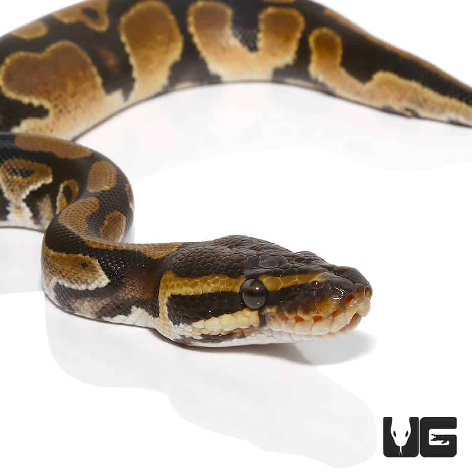 Baby Orange Dream Het Pied Ball Python (Python regius) For Sale ...