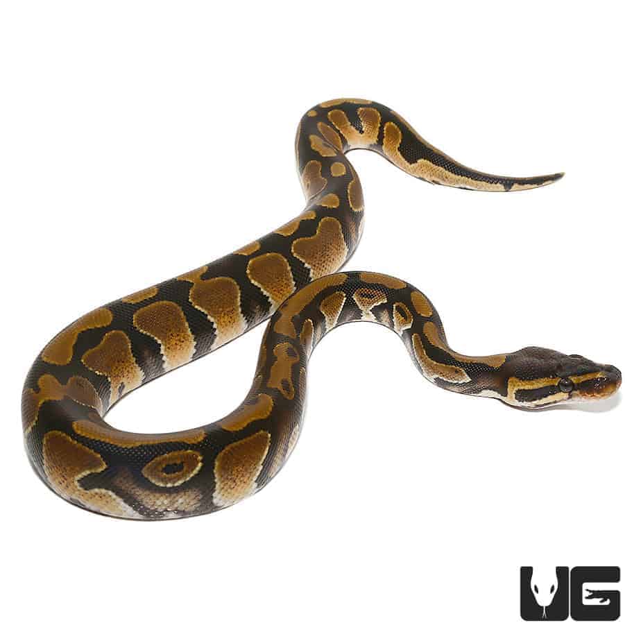 Baby Orange Dream Het Pied Ball Python (Python regius) For Sale ...