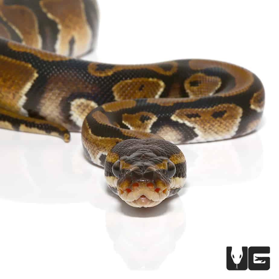 Baby Orange Dream Het Pied Ball Python (Python regius) For Sale ...