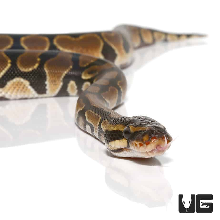 Baby Orange Dream Leopard Het Pied Ball Python (Python regius) For Sale ...
