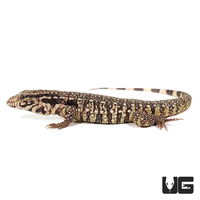 Baby Paraguayan Red Tegu For Sale - Underground Reptiles