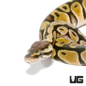 Ball Pythons For Sale - Underground Reptiles