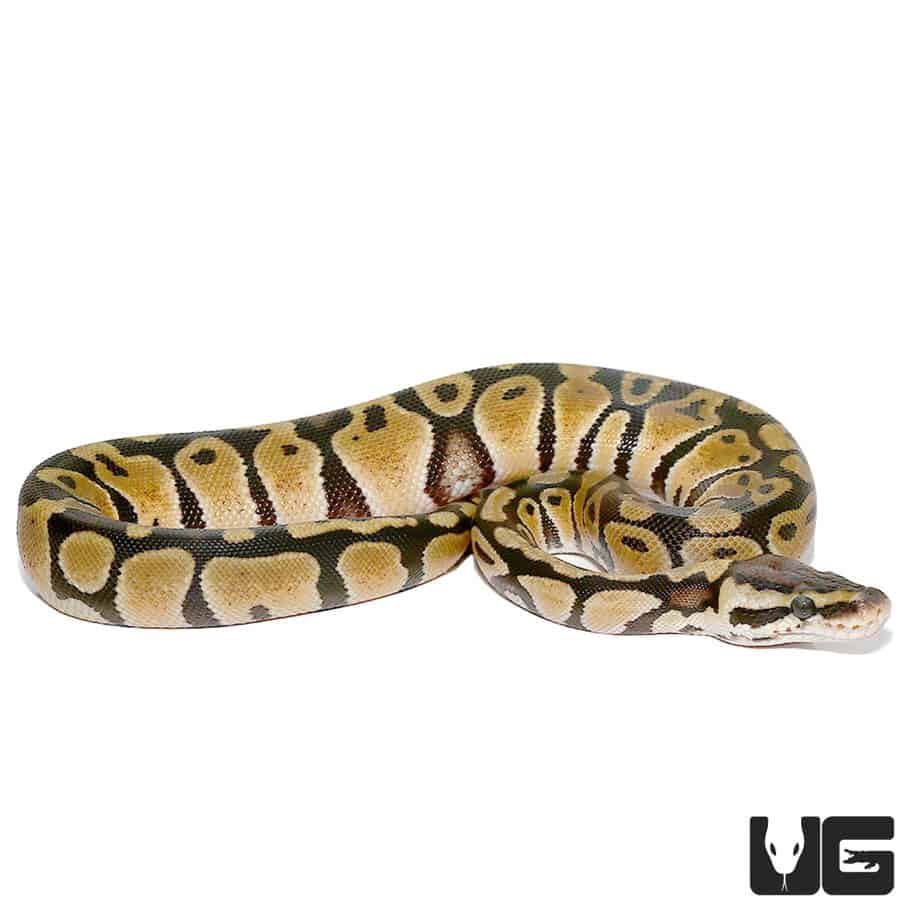 Baby Pastel Ball Pythons (Python regius) For Sale - Underground Reptiles