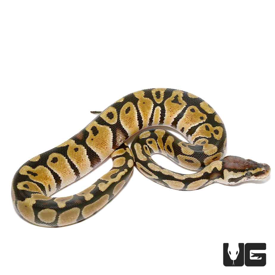 Baby Pastel Ball Pythons (Python regius) For Sale - Underground Reptiles