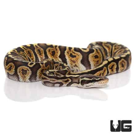 Baby Pastel GHI Ball Python For Sale - Underground Reptiles