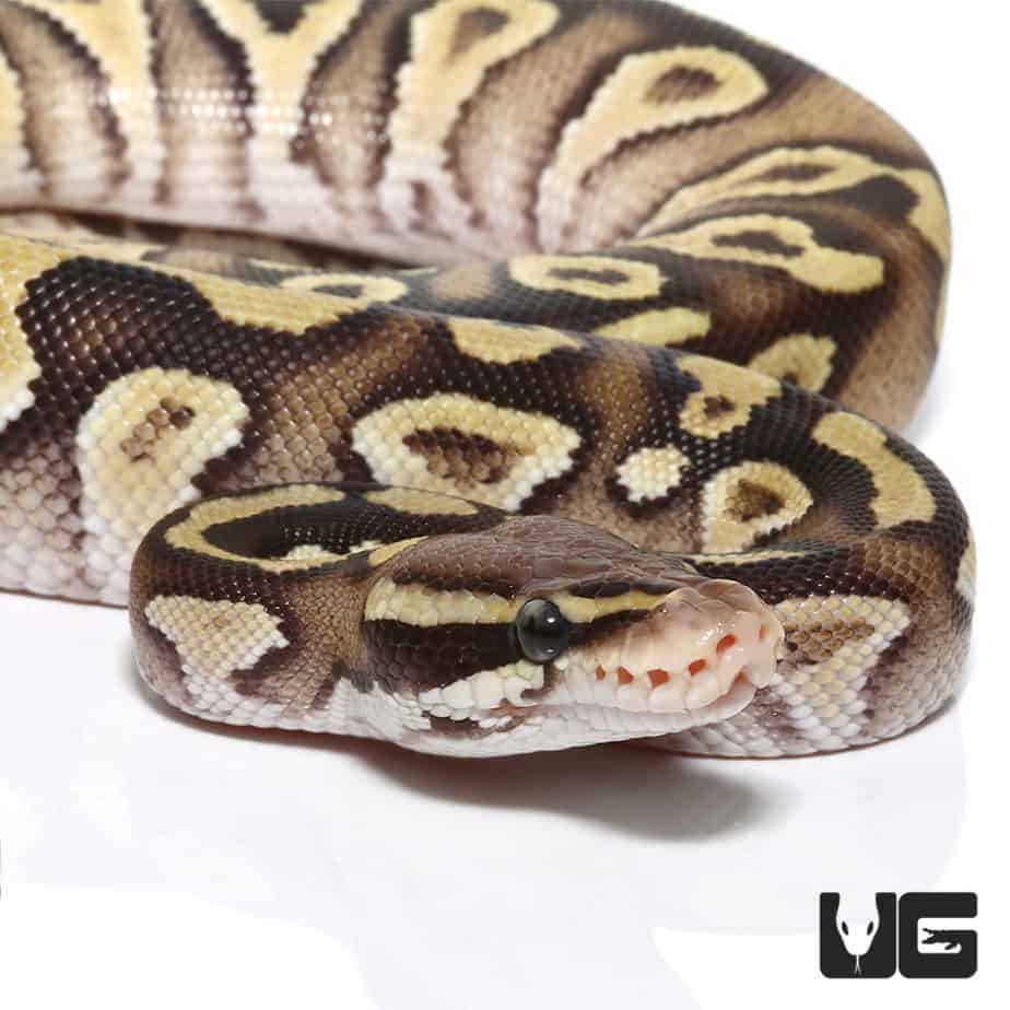 Baby Pastel Mojave Yellowbelly Ball Python (Python regius) For Sale ...