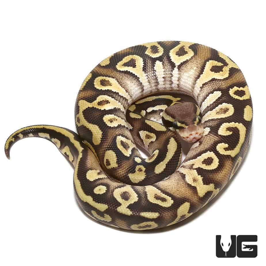 Baby Pastel Mojave Yellowbelly Ball Python (Python regius) For Sale ...