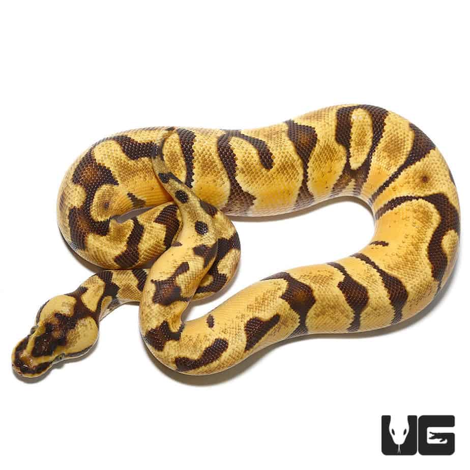 Baby Ball Pythons For Sale - Underground Reptiles