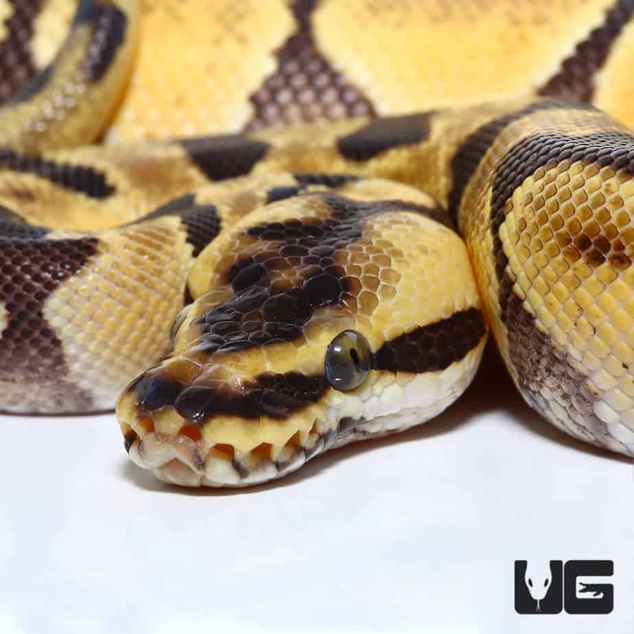 Baby Ball Pythons For Sale - Underground Reptiles