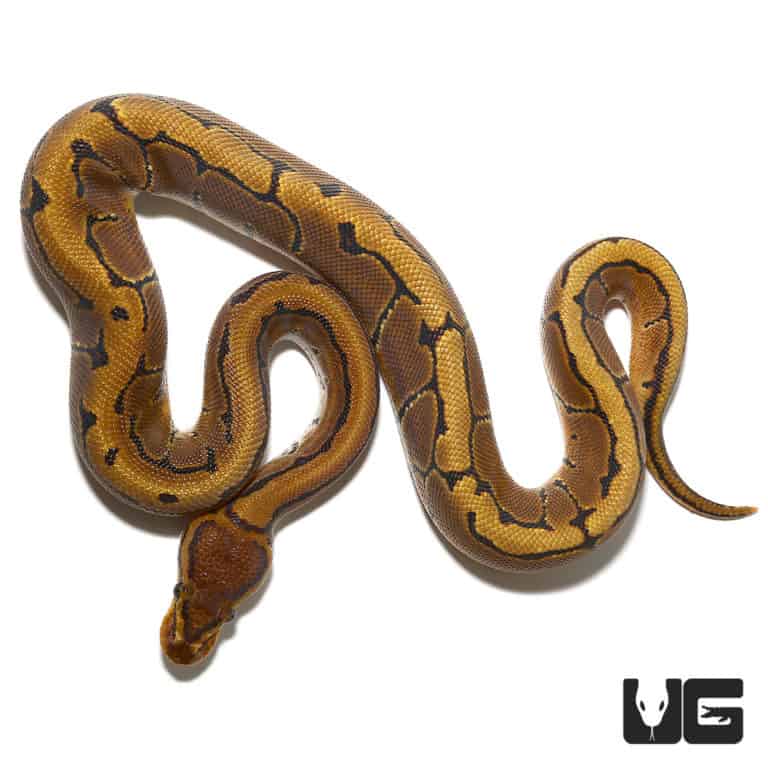 Baby Pinstripe Ball Python (Python regius) For Sale - Underground Reptiles