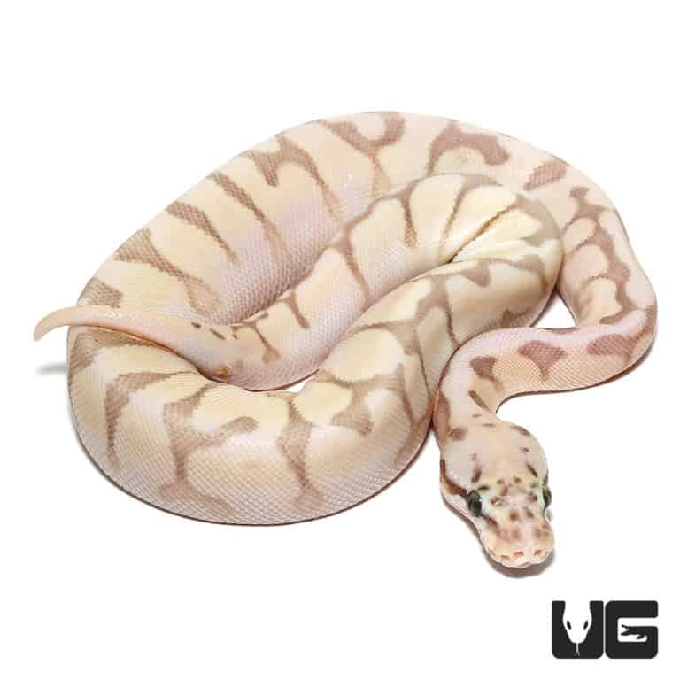 Ball Pythons For Sale - Underground Reptiles
