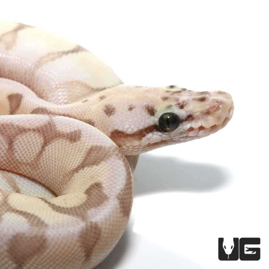 Ball Pythons For Sale - Underground Reptiles