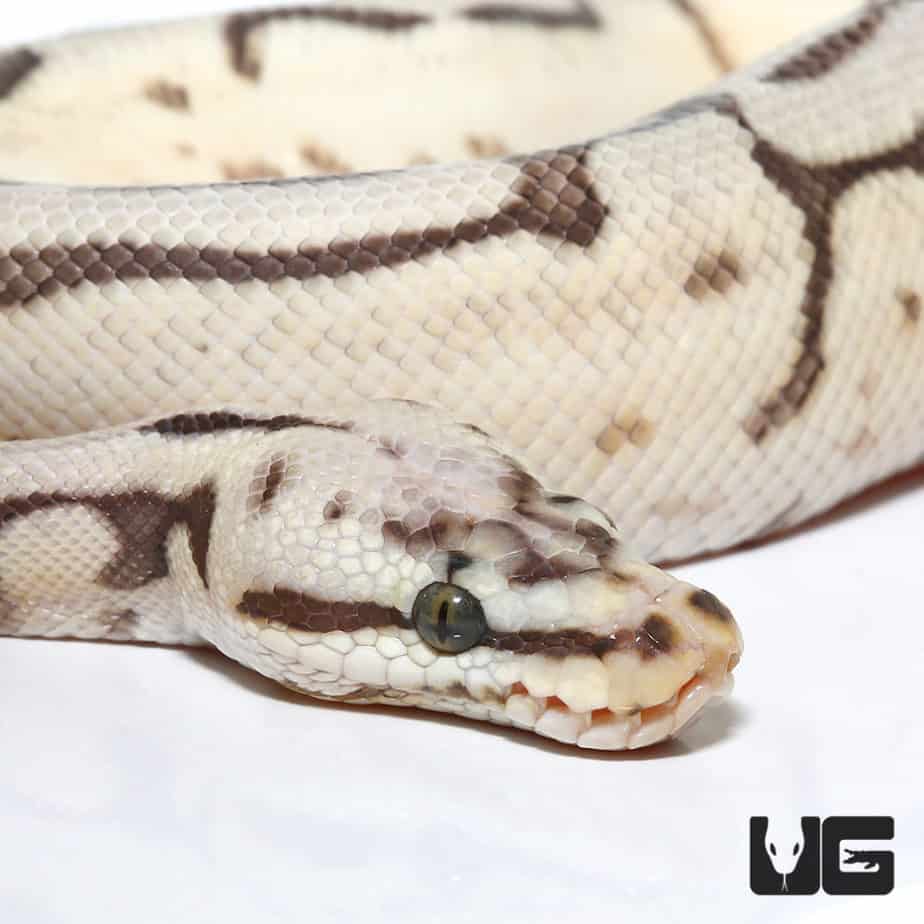 Ball Pythons For Sale - Underground Reptiles