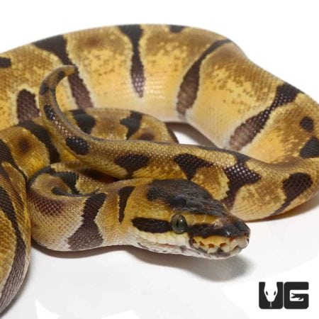 Ball Pythons For Sale - Underground Reptiles