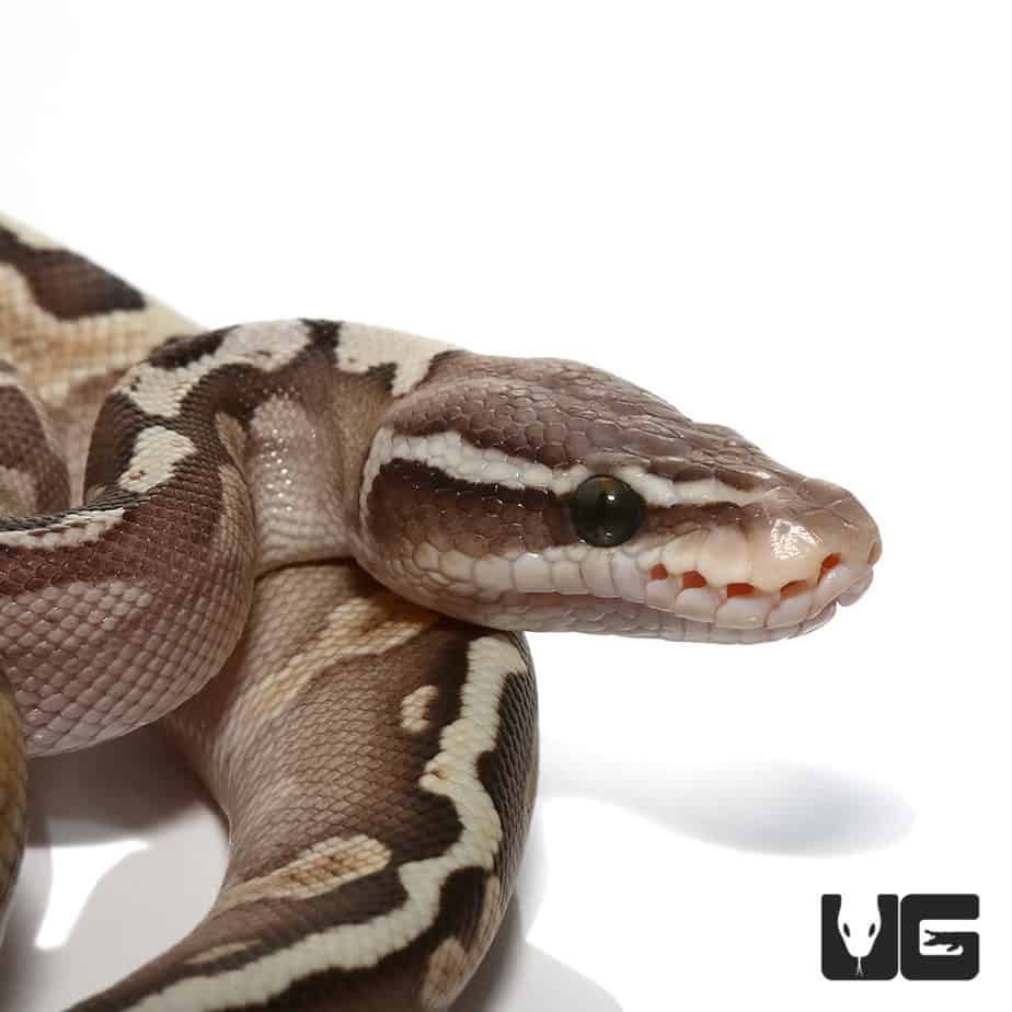Ball Pythons For Sale - Underground Reptiles
