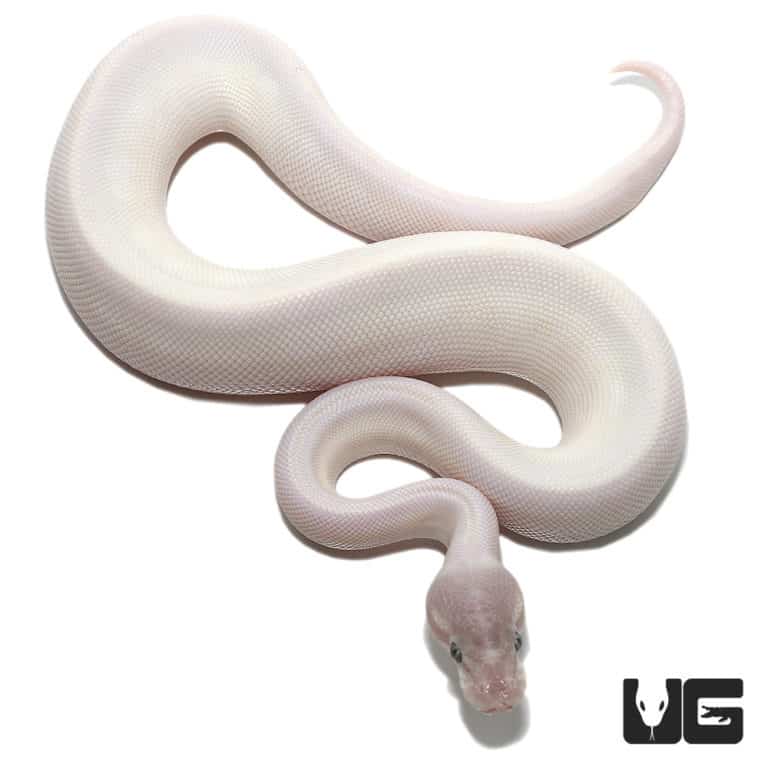 Baby Blue Eye Leucistic Ball Python For Sale - Underground Reptiles