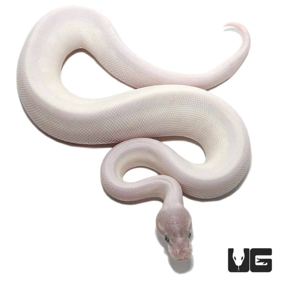 Baby Blue Eye Leucistic Ball Python For Sale - Underground Reptiles