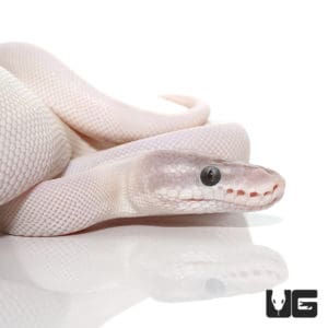 Baby Blue Eye Leucistic Ball Python For Sale - Underground Reptiles