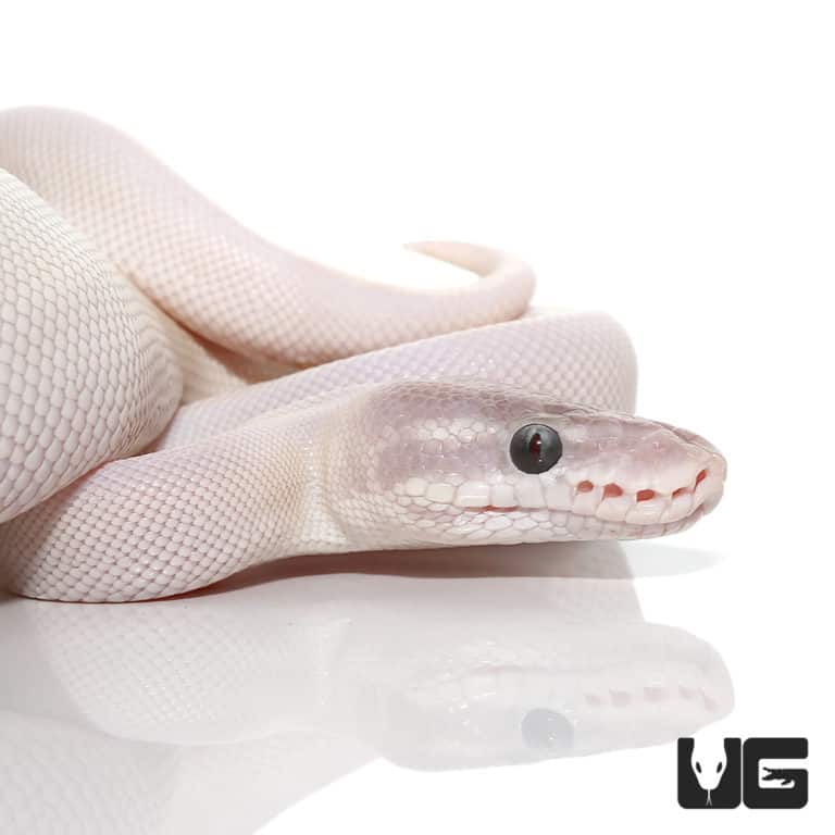 Baby Blue Eye Leucistic Ball Python For Sale - Underground Reptiles