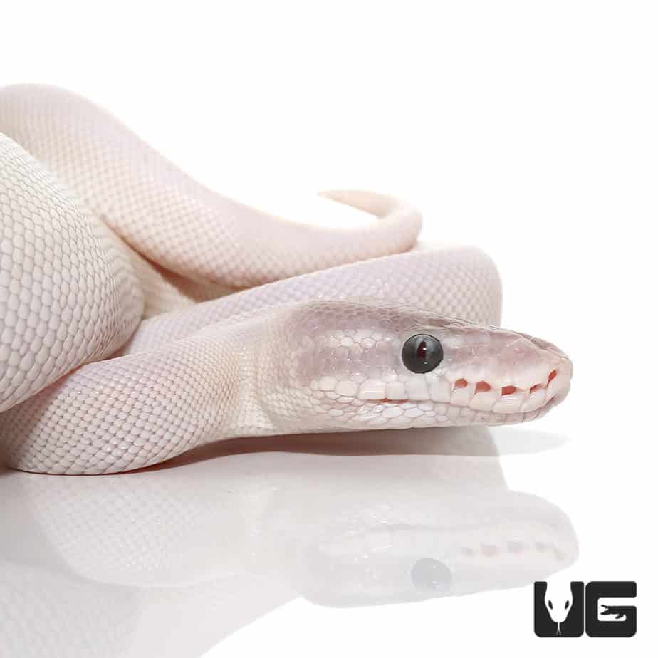 Baby Blue Eye Leucistic Ball Python For Sale - Underground Reptiles