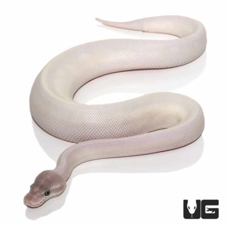 Baby Blue Eye Leucistic Ball Python For Sale - Underground Reptiles