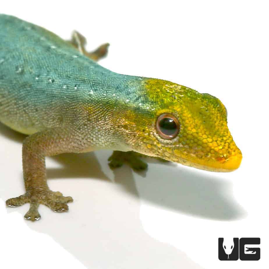 Geckos For Sale - Underground Reptiles