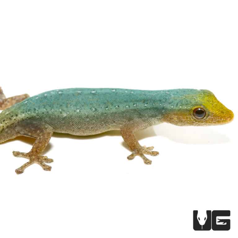 Cameroon Dwarf Gecko For Sale - Underground Reptiles