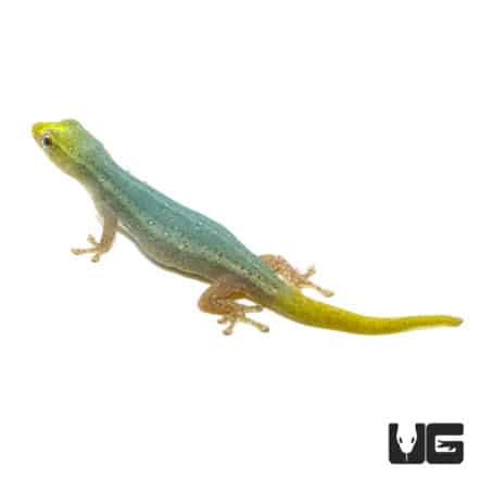 Cameroon Dwarf Gecko For Sale - Underground Reptiles