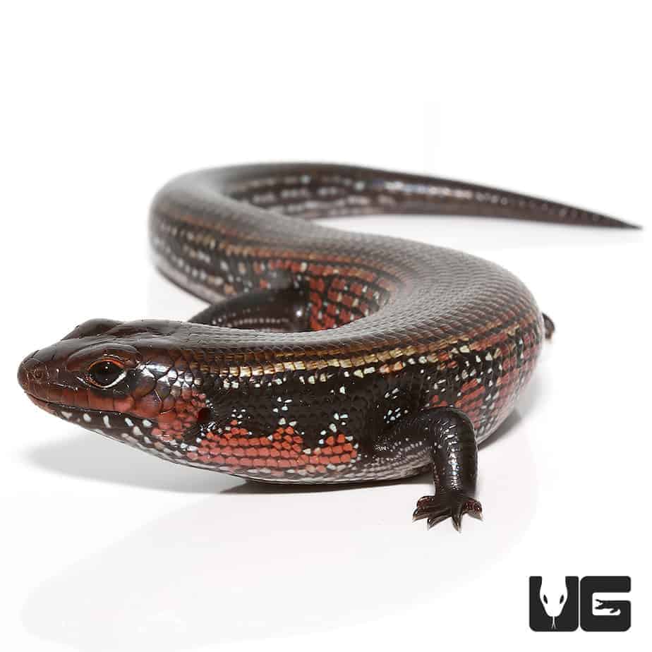 Skinks For Sale - Underground Reptiles