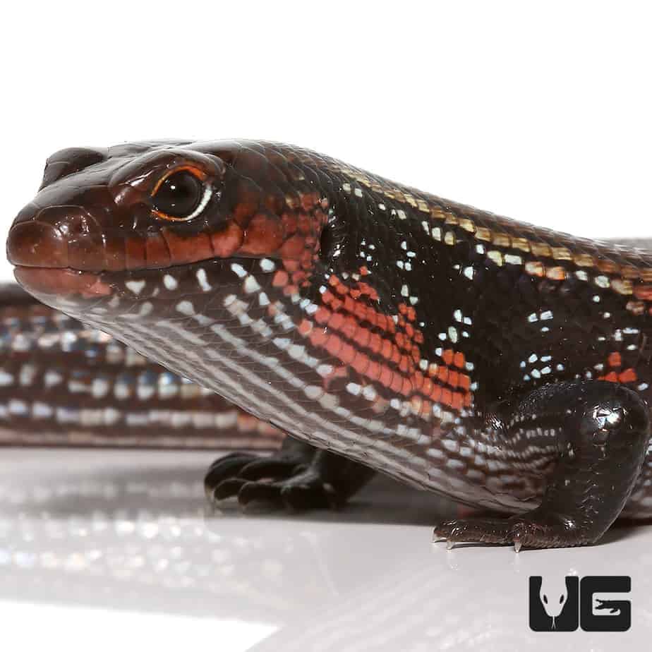 Skinks For Sale - Underground Reptiles