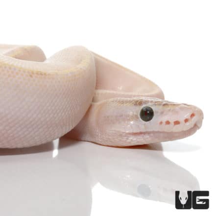 Ball Pythons For Sale - Underground Reptiles