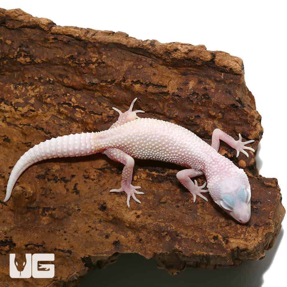 Juvenile Blazing Blizzard Leopard Geckos (Eublepharis macularius) For ...
