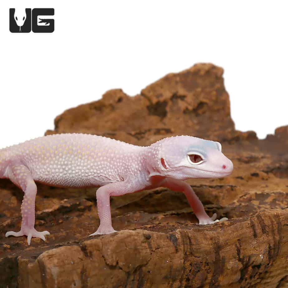 Juvenile Blazing Blizzard Leopard Geckos (Eublepharis macularius) For ...