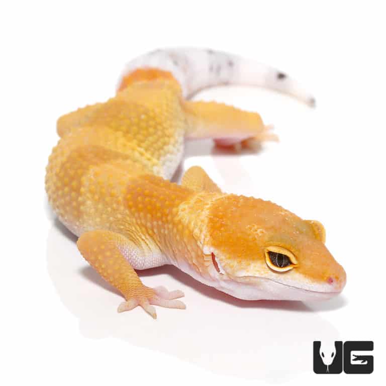 Leopard Geckos For Sale - Underground Reptiles
