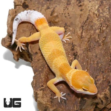 Leopard Geckos For Sale - Underground Reptiles