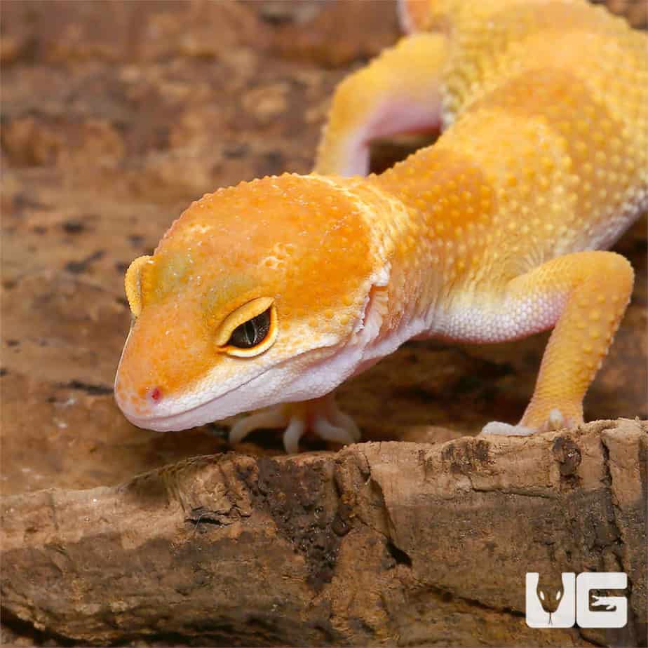 Juvenile Hypo Designer Leopard Geckos (Eublepharis macularius) For Sale ...
