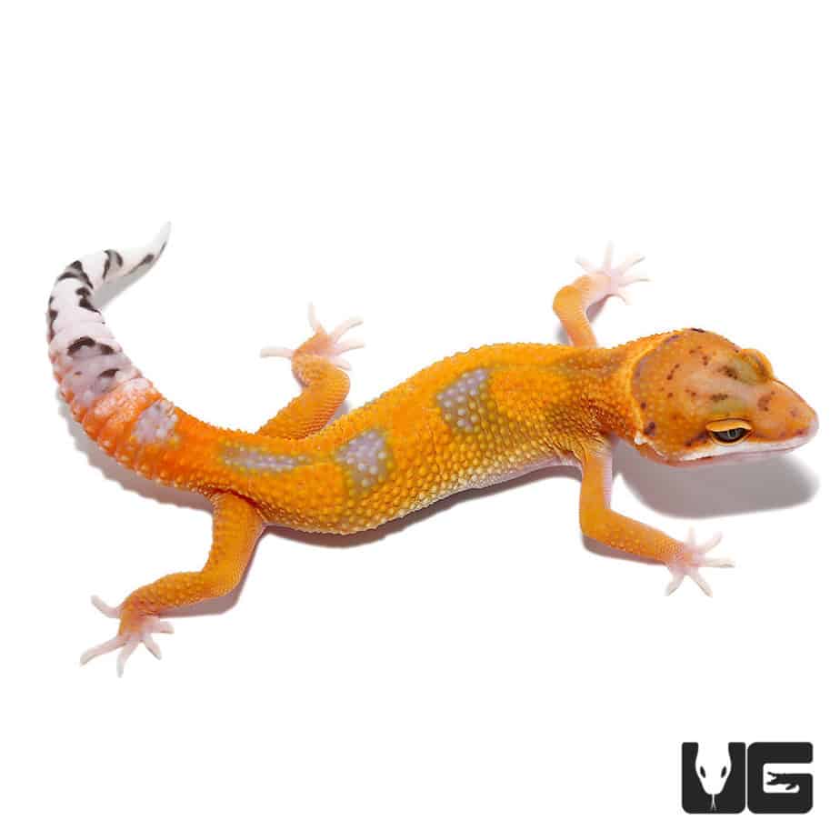 Adult Leopard Gecko For Sale - Underground Reptiles