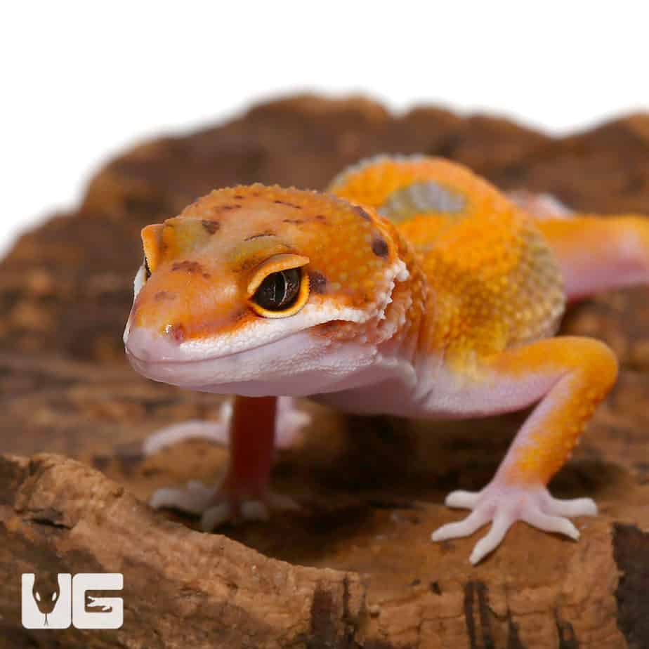 Adult Leopard Gecko For Sale - Underground Reptiles