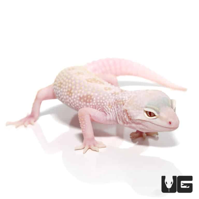 Juvenile Mack Snow Albino Leucistic Leopard Geckos (Eublepharis ...