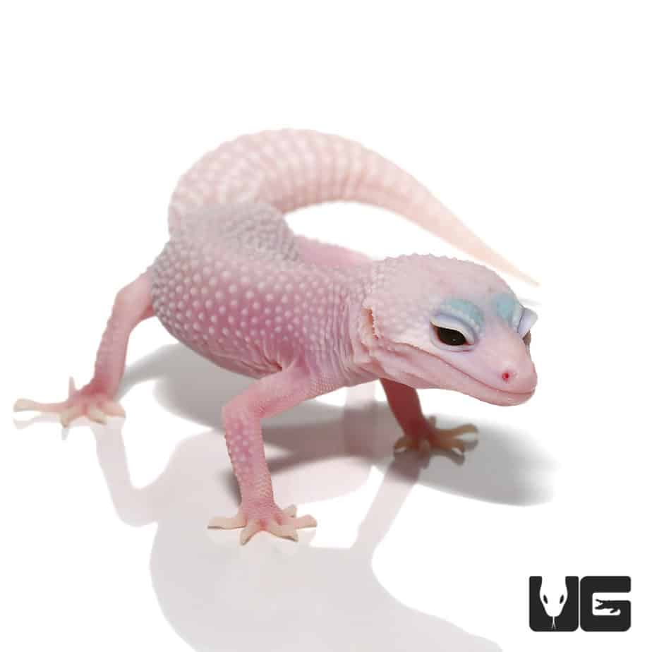Juvenile Mack Super Snow Albino Leucistic Leopard Geckos (Eublepharis ...