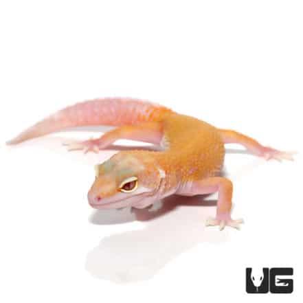 Juvenile Raptor Leopard Geckos (Snake Eyes) (Eublepharis macularius ...