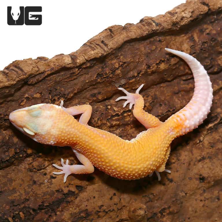 Leopard Geckos For Sale - Underground Reptiles