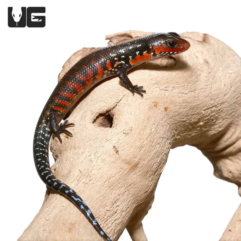 Skinks For Sale - Underground Reptiles