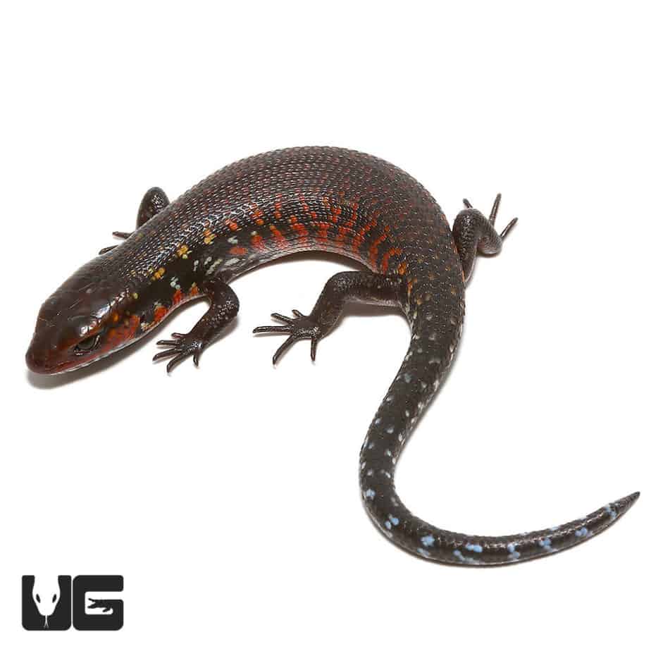 Baby Fire Skinks (Lepidothyris fernandi) For Sale - Underground Reptiles